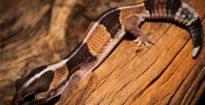 Ten Mistakes Beginners Make When Feeding Pet Lizards - The Reptile Bay