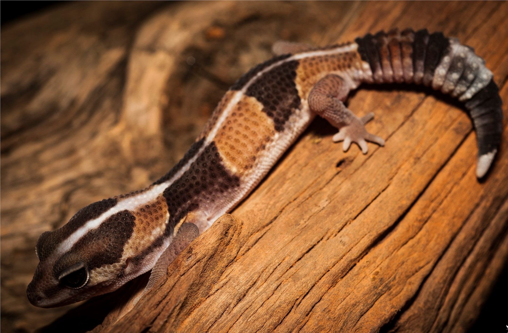 African Fat-tailed Gecko: An Introduction to Caring For Beginner