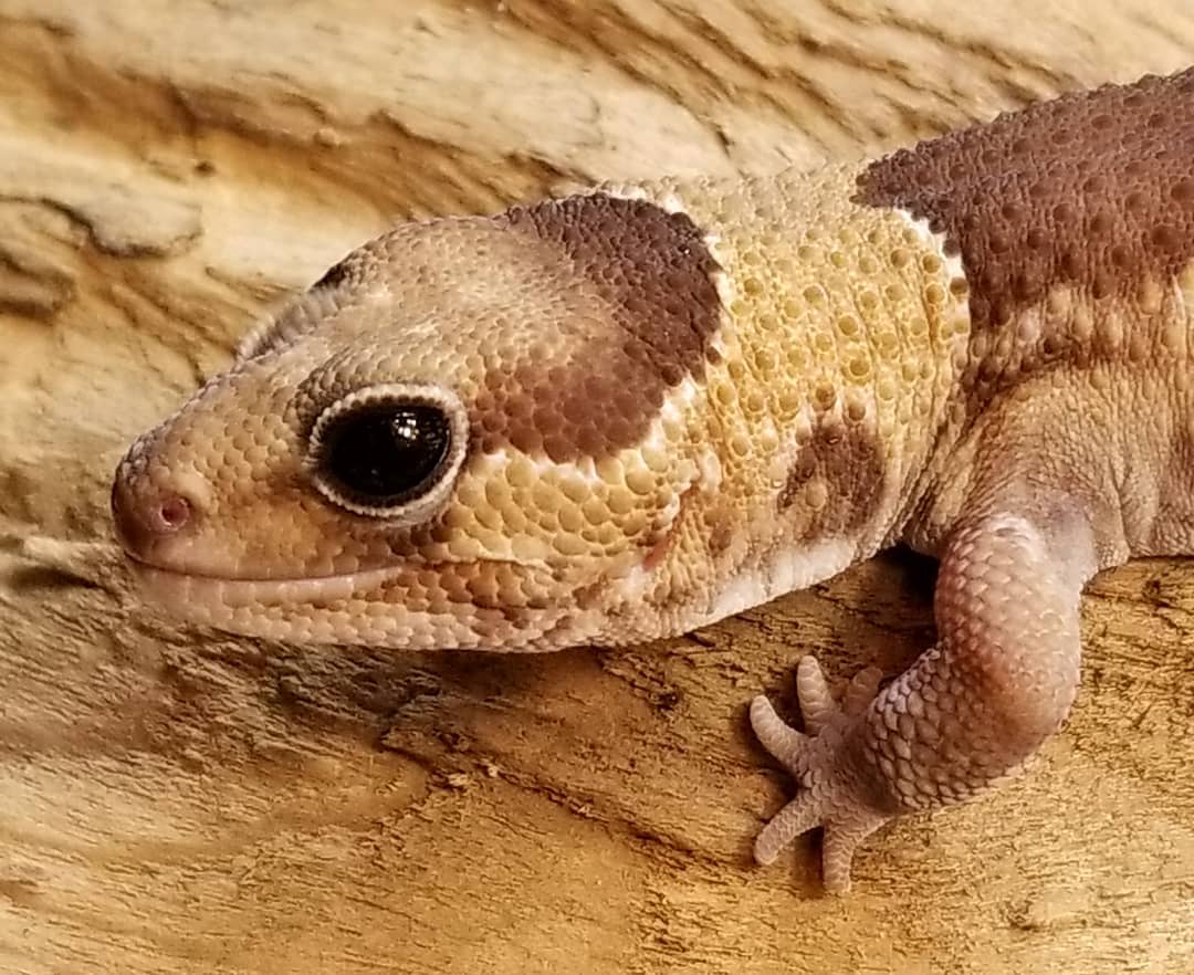 African Fat-tailed Gecko: An Introduction to Caring For Beginner