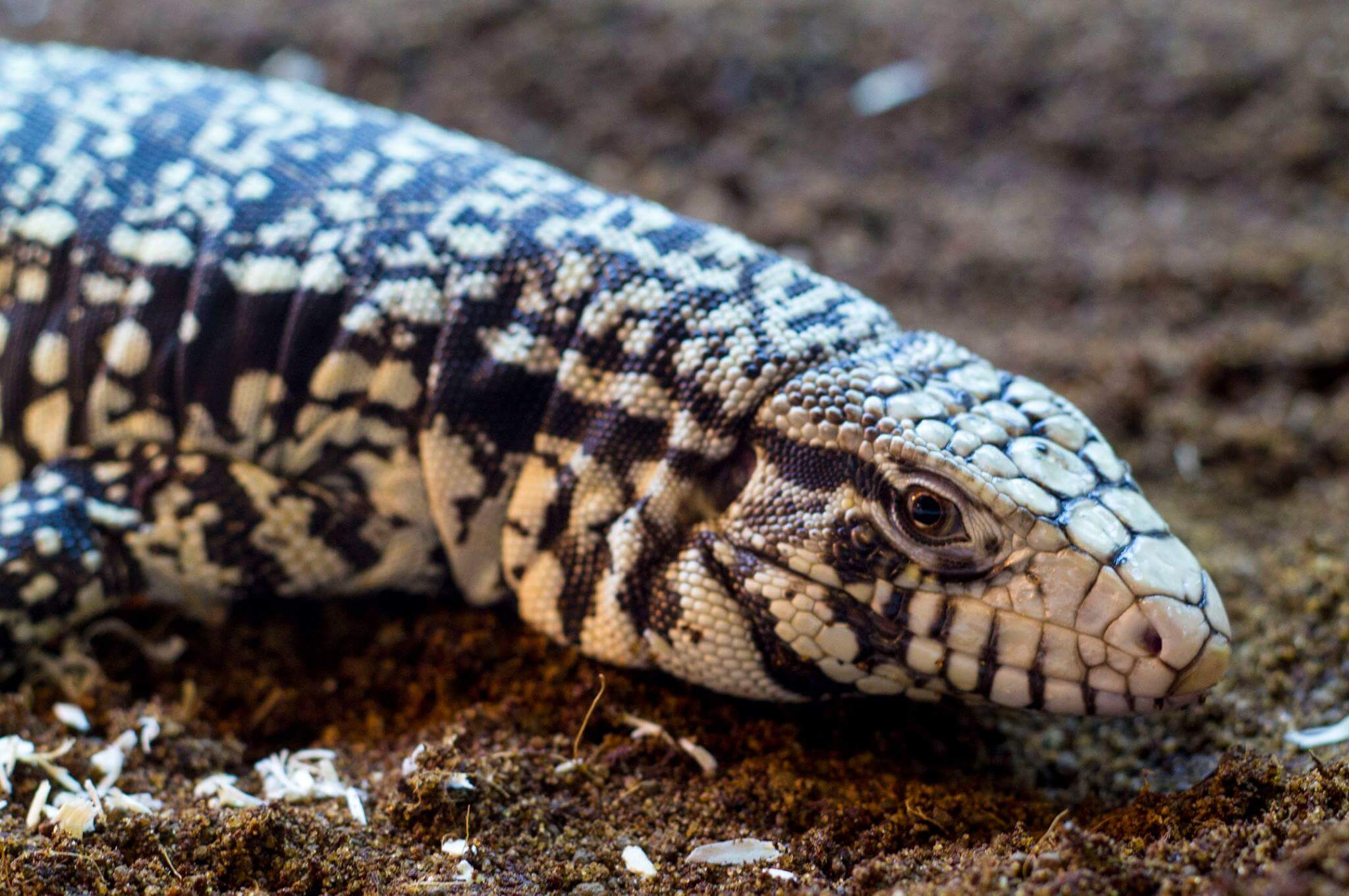 Argentine Tegu: All First-Time Homeowners Must Be Educated About - The ...
