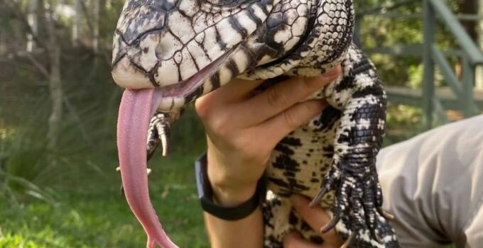 Argentine Tegu: All First-Time Homeowners Must Be Educated About - The Reptile Bay