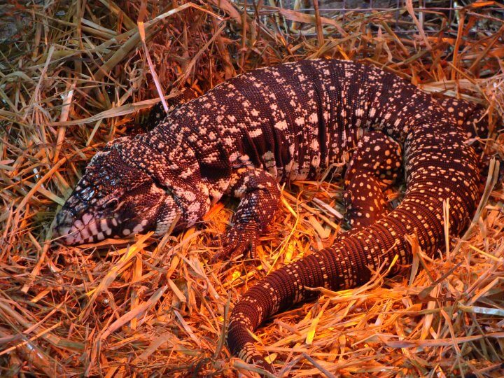 Argentine Tegu: All First-Time Homeowners Must Be Educated About - The ...