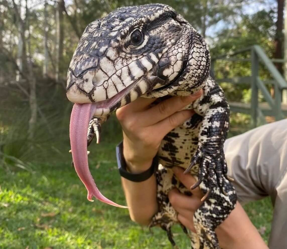 Argentine Tegu: All First-Time Homeowners Must Be Educated About - The ...