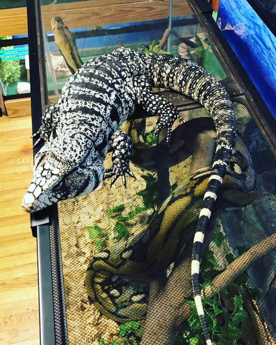 9 Types of Tegu Lizards & Pictures - The Reptile Bay