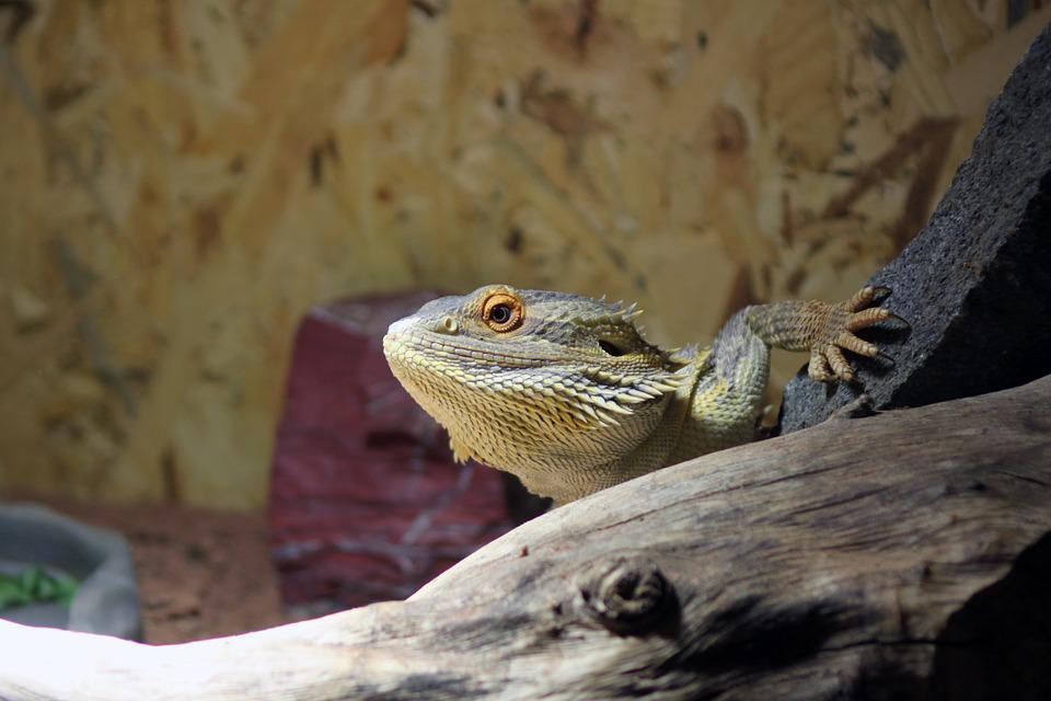 Bearded Dragon Care Guide and Species Profile - The Reptile Bay
