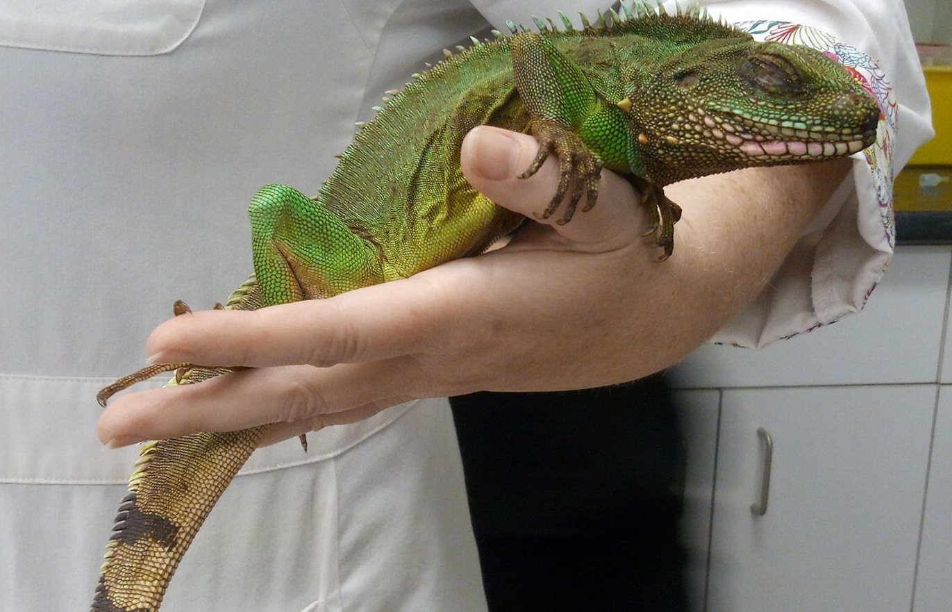 Chinese Water Dragon Care Guide: Habitat, Diet and Enclosure - The ...