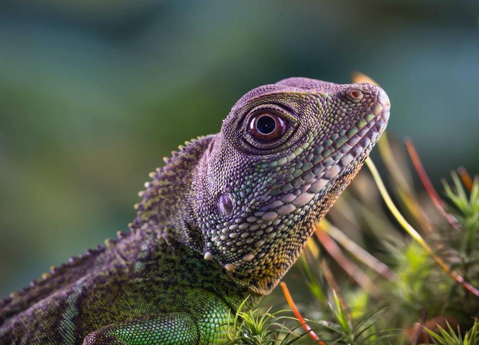 Chinese Water Dragon Care Guide: Habitat, Diet and Enclosure - The ...