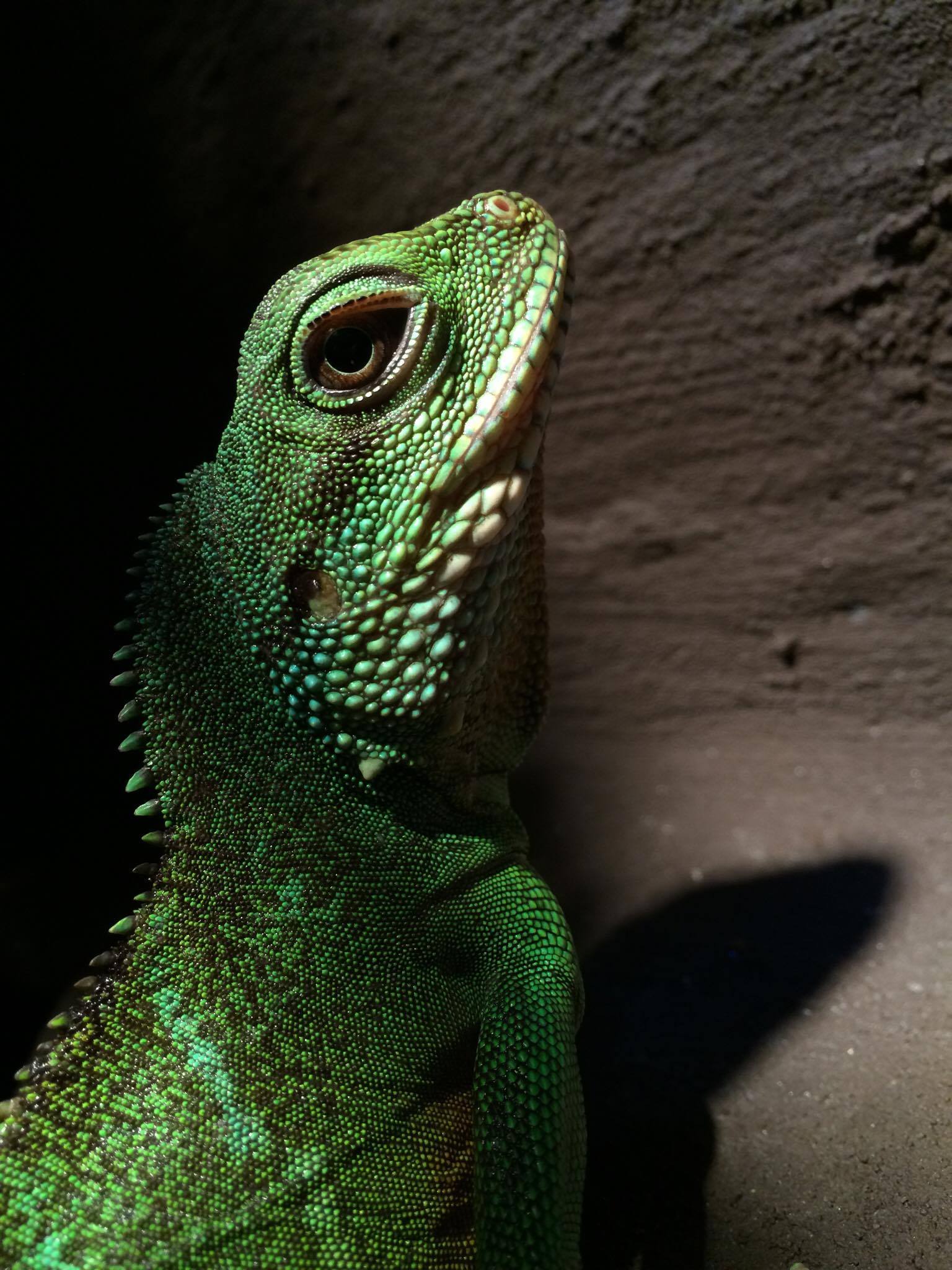 Chinese Water Dragon Care Guide: Habitat, Diet and Enclosure - The ...