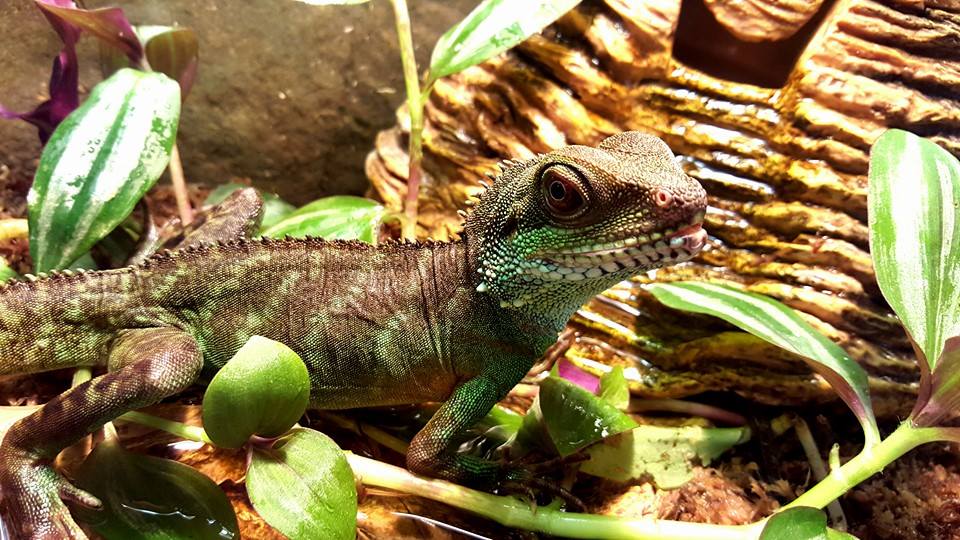 Chinese Water Dragon Care Guide: Habitat, Diet and Enclosure - The ...