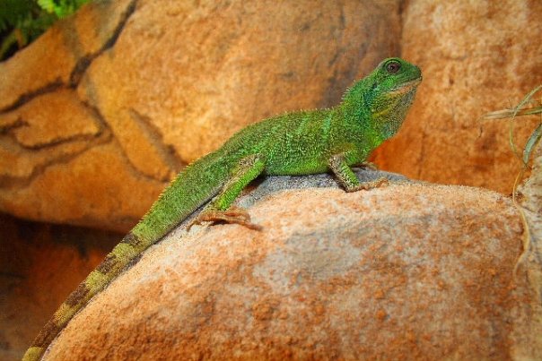 Chinese Water Dragon Care Guide: Habitat, Diet and Enclosure - The ...