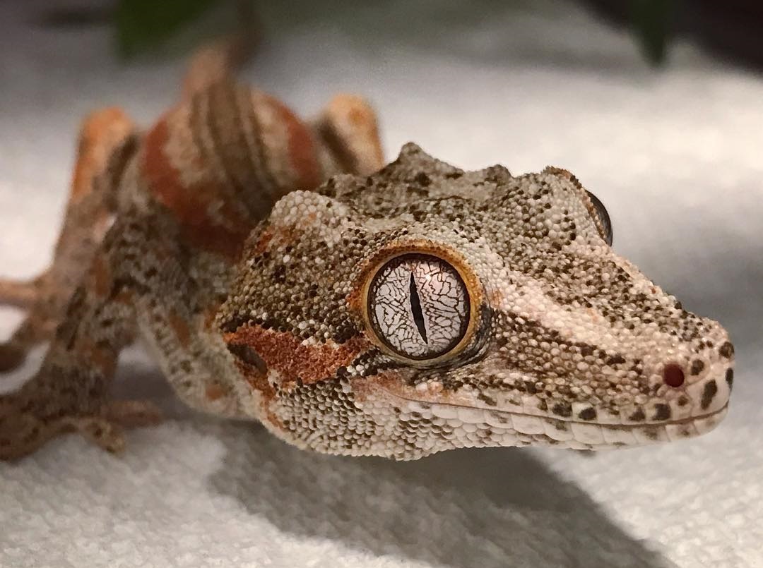 Gargoyle Gecko Care guide, Husbandry, Food and Tank Setup - The Reptile Bay