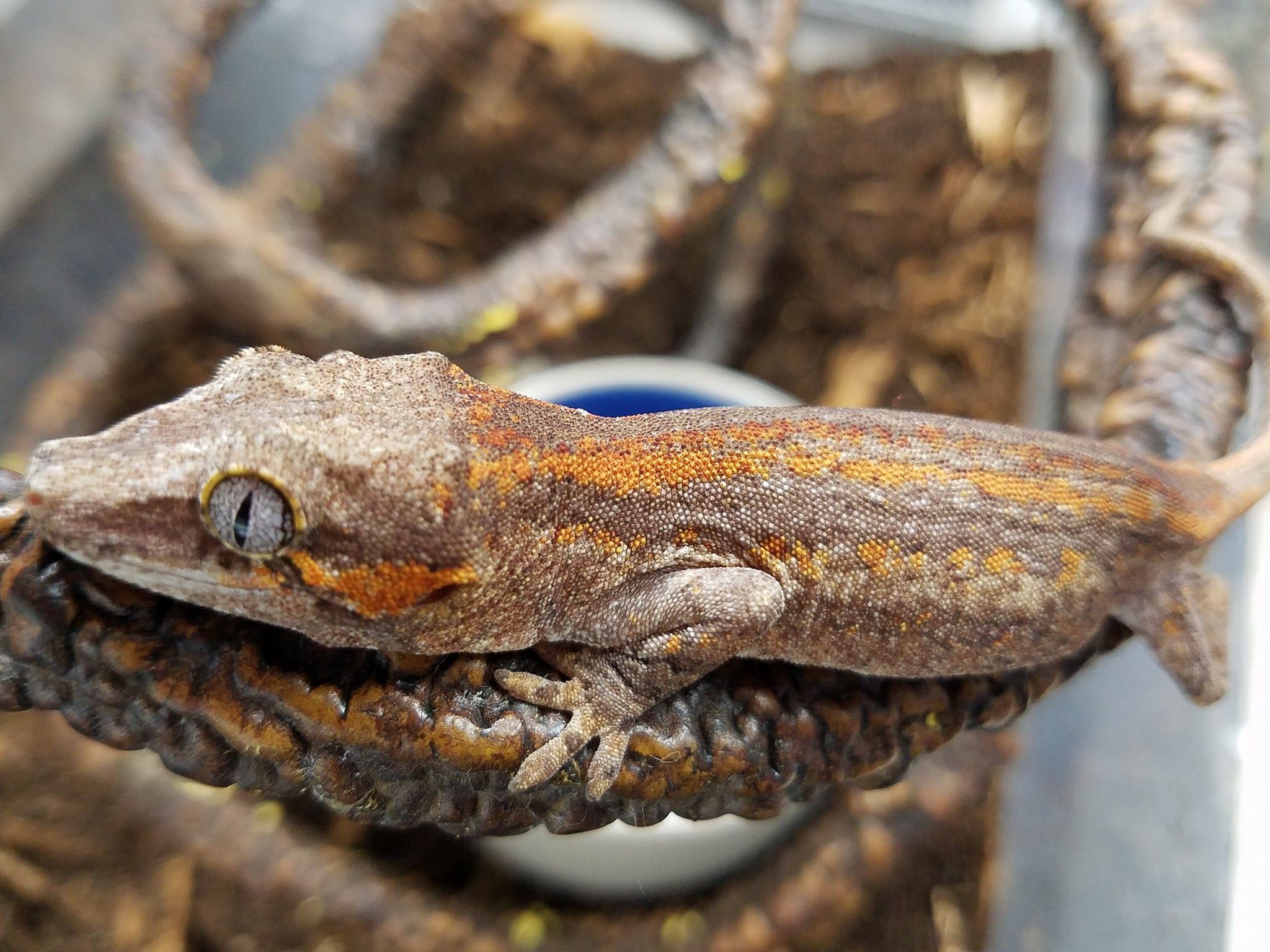 Gargoyle Gecko Care guide, Husbandry, Food and Tank Setup - The Reptile Bay