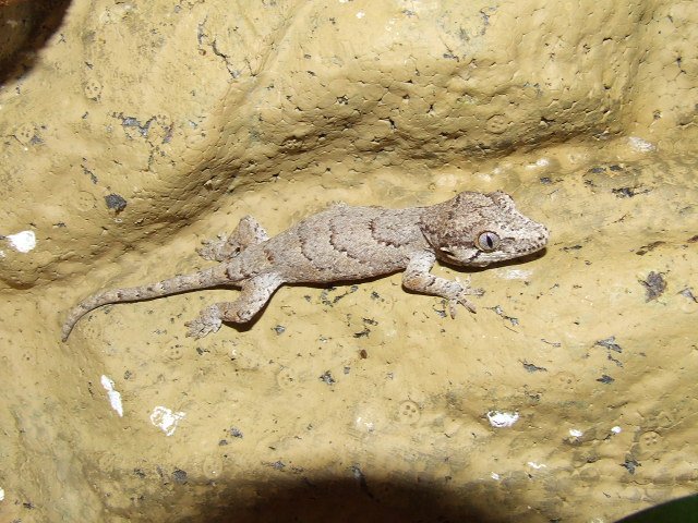 Gargoyle Gecko Care guide, Husbandry, Food and Tank Setup - The Reptile Bay