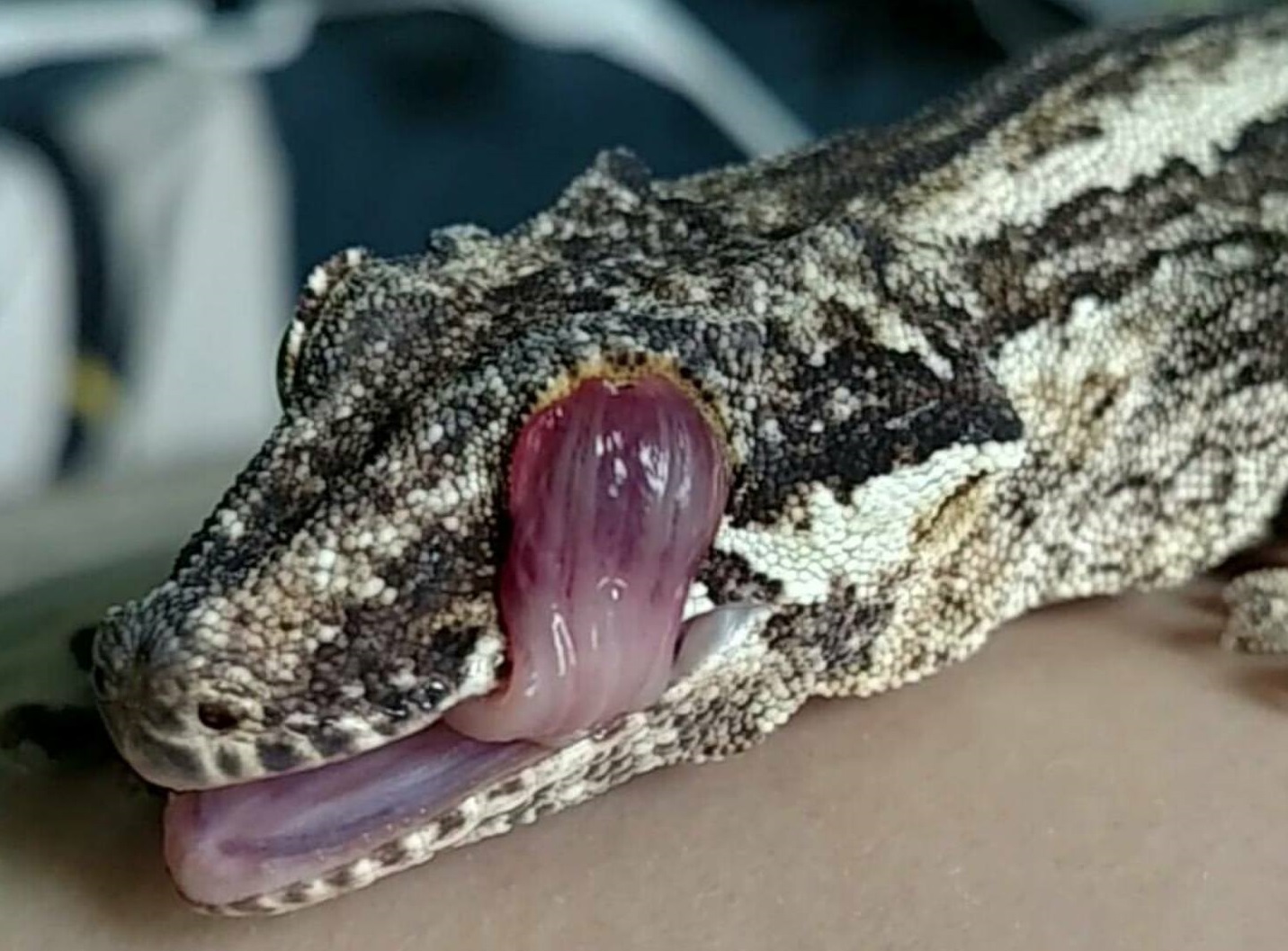 Gargoyle Gecko Care guide, Husbandry, Food and Tank Setup - The Reptile Bay