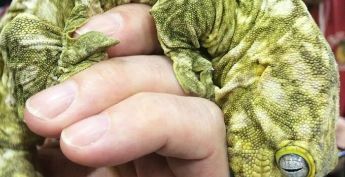 Leachie Gecko: A Complete Leachianus Gecko Care Guide - The Reptile Bay