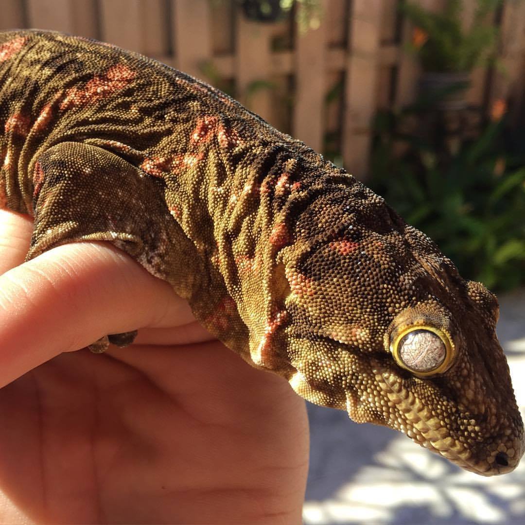 Leachie Gecko: A Complete Leachianus Gecko Care Guide - The Reptile Bay