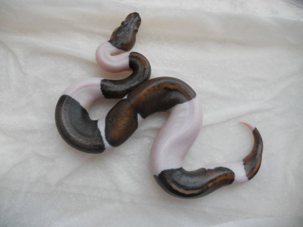 Pied Ball Python Care Sheet All You Need To Know - The Reptile Bay