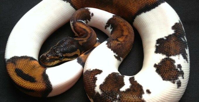 Pied Ball Python Care Sheet All You Need To Know - The Reptile Bay