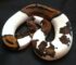 45+ Ball Python Morphs: A-Z Morph Color Chart - The Reptile Bay