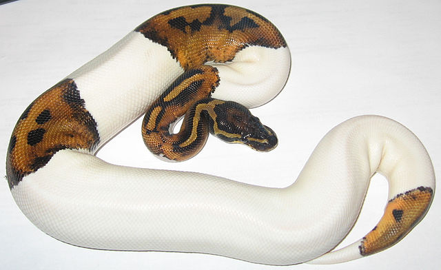 Pied Ball Python Care Sheet All You Need To Know - The Reptile Bay