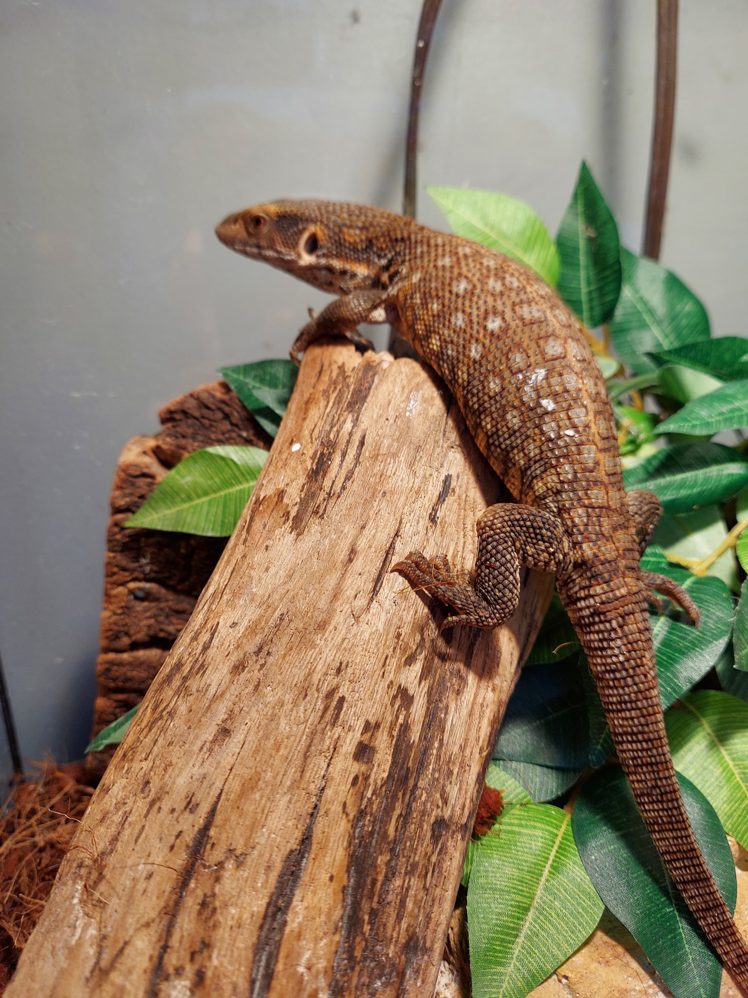 Savannah Monitor Care Advice, Diet Information & Enclosure - The ...