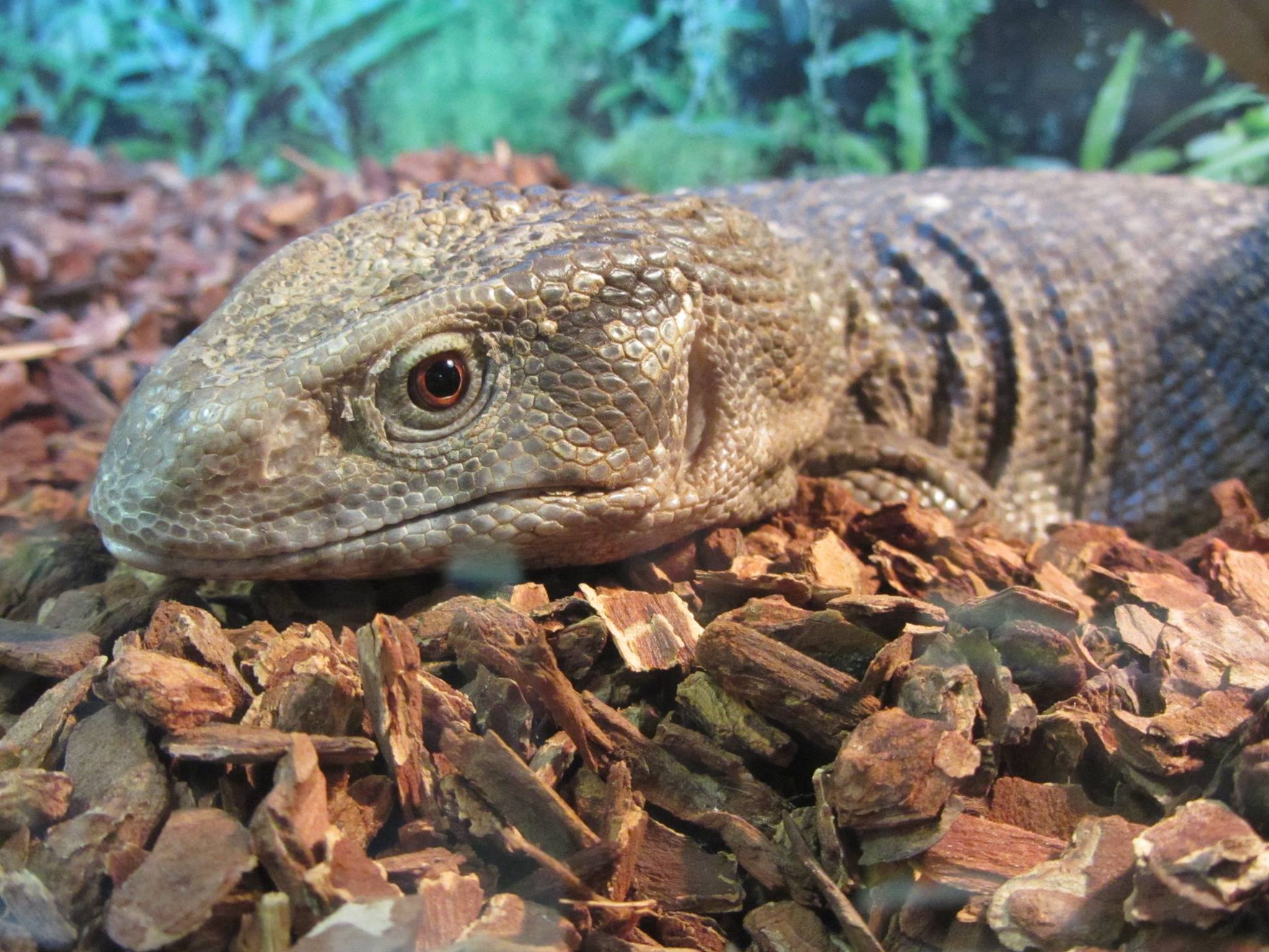 Savannah Monitor Care Advice, Diet Information & Enclosure - The ...
