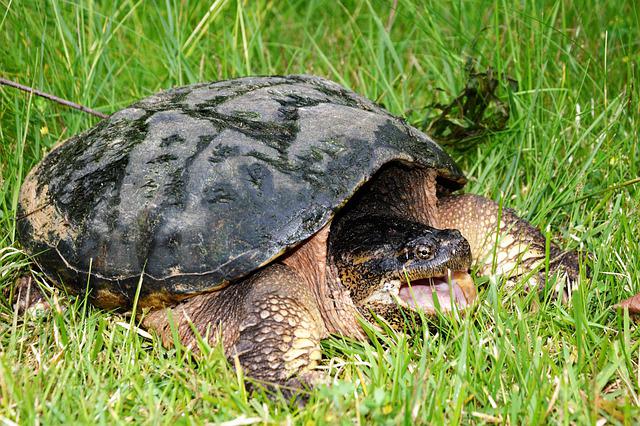 Snapping Turtle Breed Information and Care Sheet - The Reptile Bay