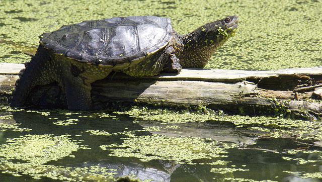 Snapping Turtle Breed Information and Care Sheet - The Reptile Bay