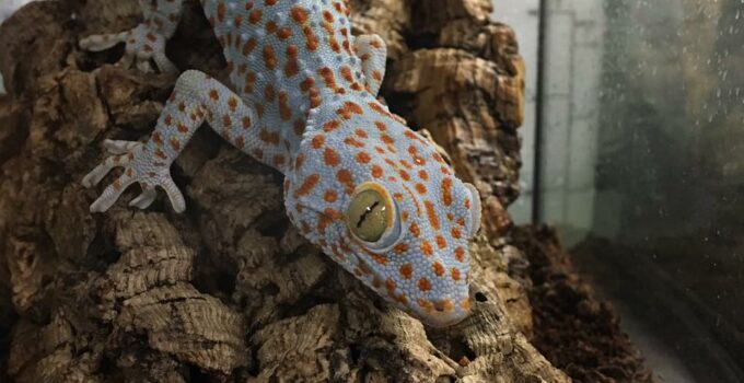 Tokay Gecko Care guide: Tank Set-Up and Habitat and feeding & Handling ...