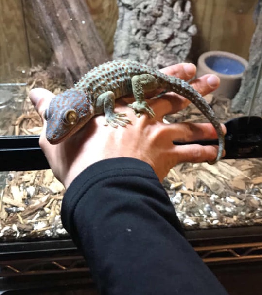 Tokay Gecko Care guide: Tank Set-Up and Habitat and feeding & Handling ...