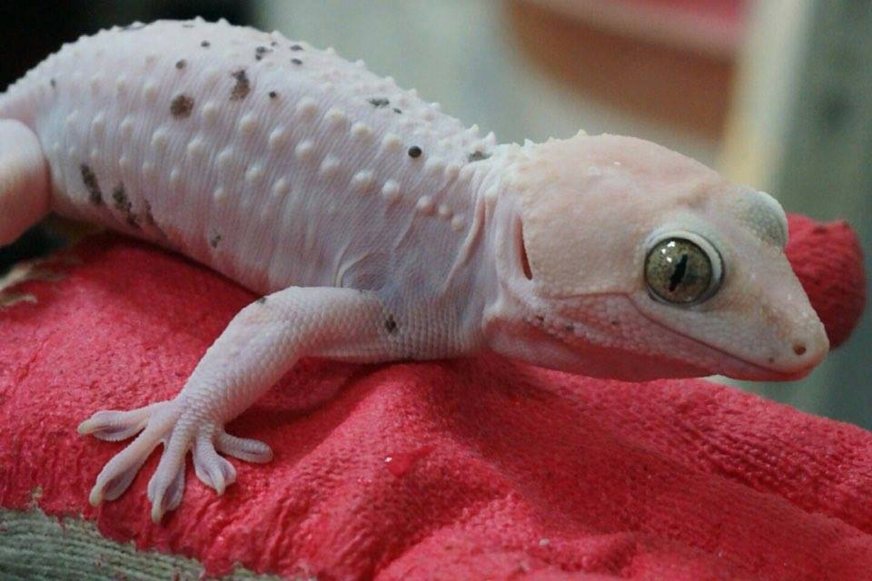 Tokay Gecko Care guide: Tank Set-Up and Habitat and feeding & Handling ...