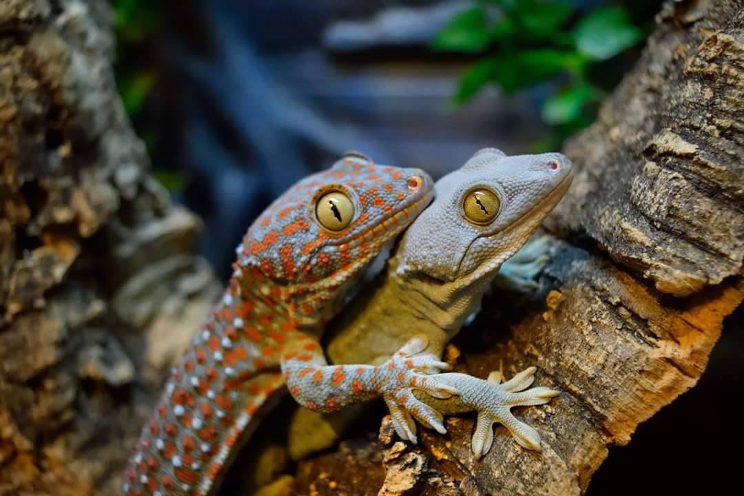 Tokay Gecko Care guide: Tank Set-Up and Habitat and feeding & Handling ...