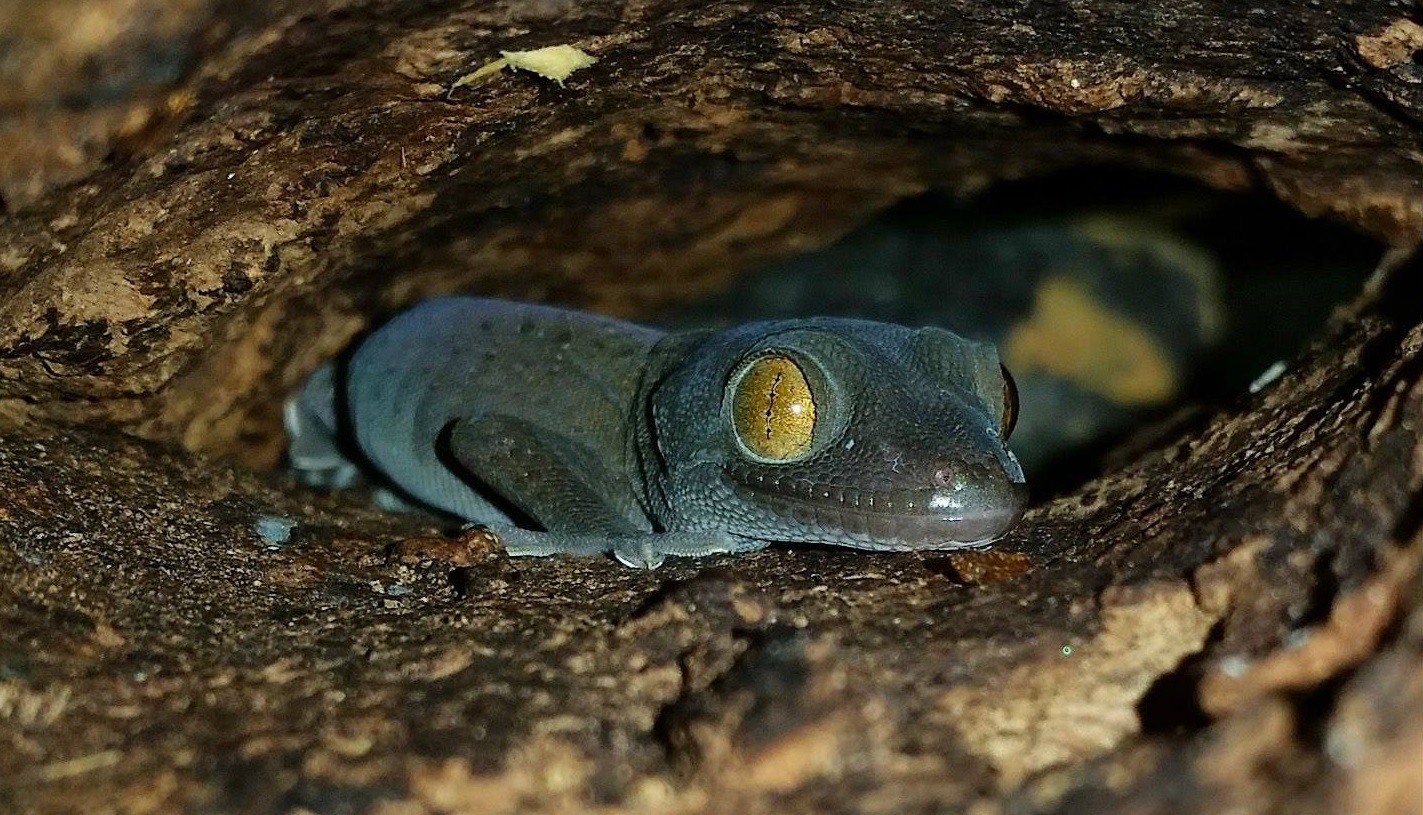 Tokay Gecko Care guide: Tank Set-Up and Habitat and feeding & Handling ...