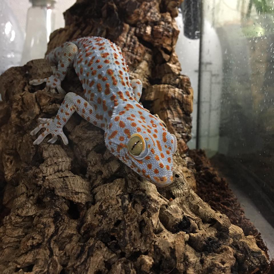 Tokay Gecko Care guide: Tank Set-Up and Habitat and feeding & Handling ...