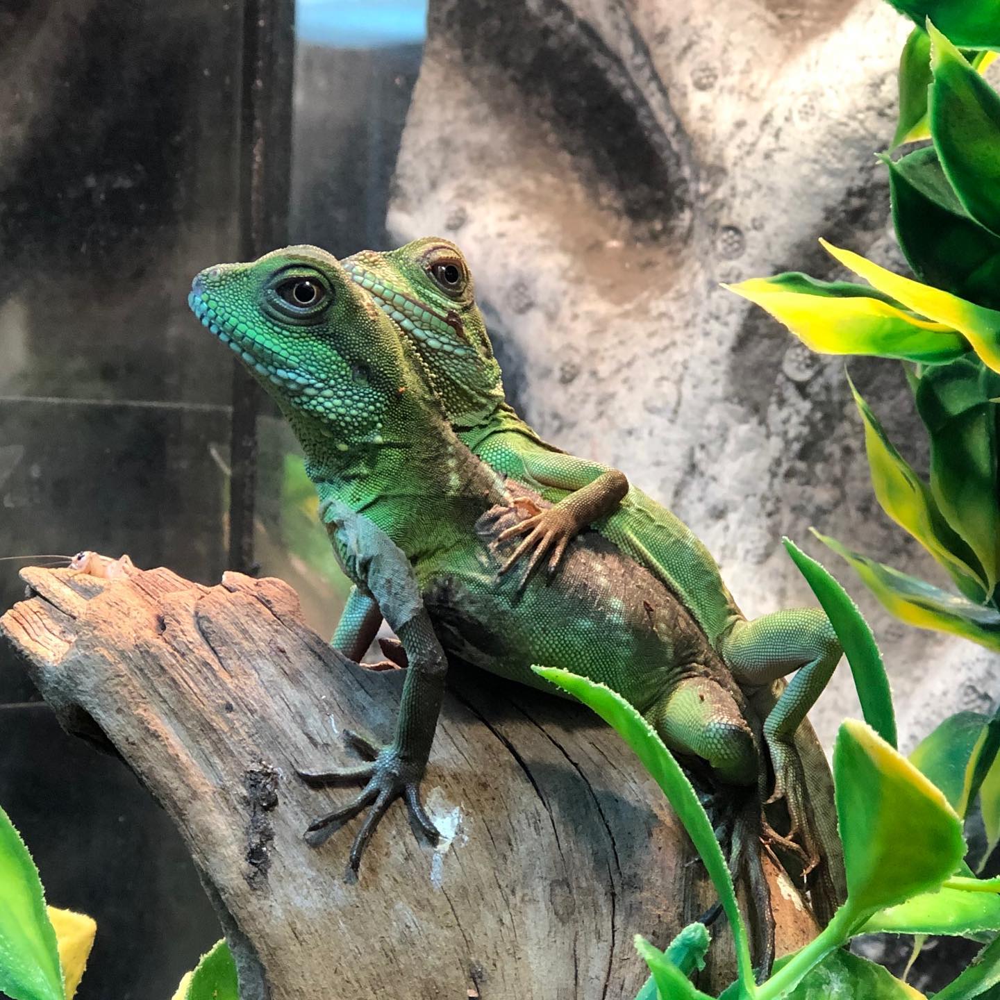 Chinese Water Dragon Care Guide: Habitat, Diet and Enclosure - The ...