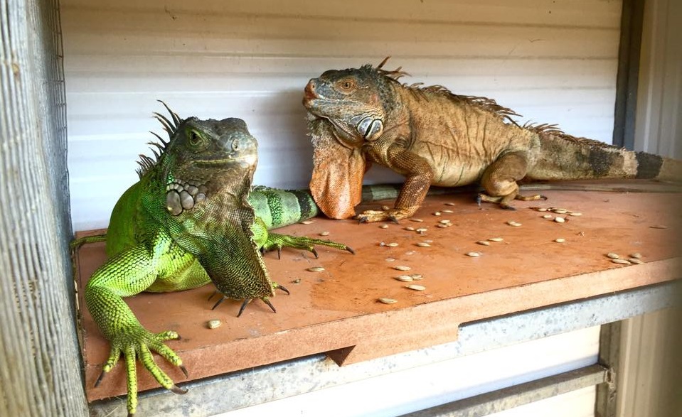 Green Iguana Care Guide: Diet, Cage, Size and Facts - The Reptile Bay