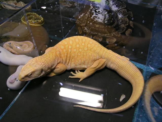 Savannah Monitor Care Advice, Diet Information & Enclosure - The ...