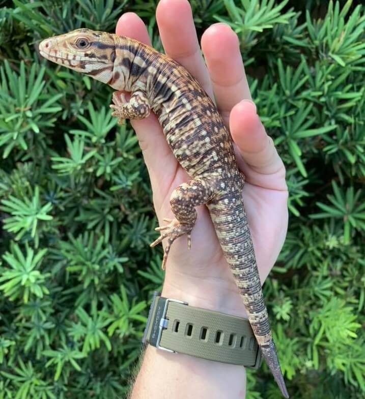 Argentine Tegu: All First-Time Homeowners Must Be Educated About - The Reptile Bay