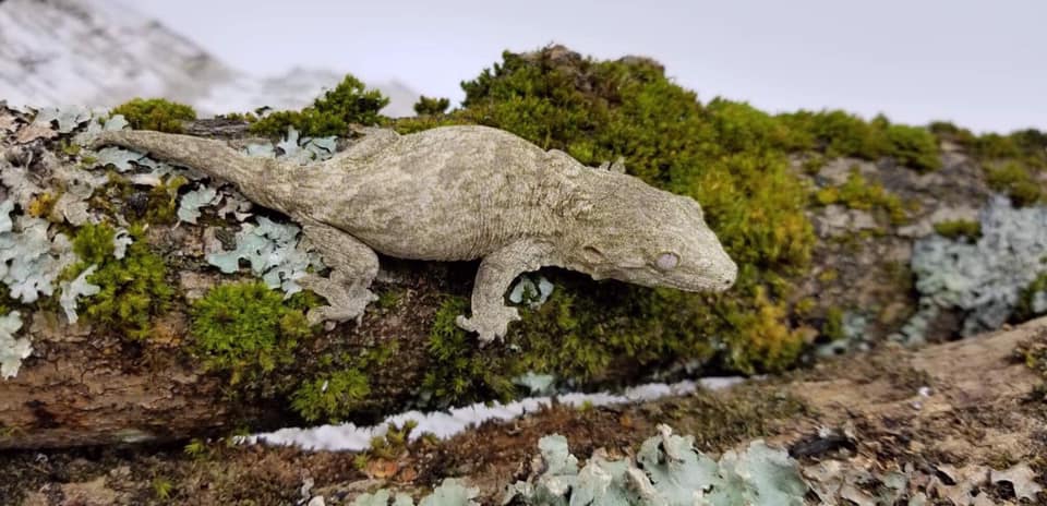 Leachie Gecko: A Complete Leachianus Gecko Care Guide - The Reptile Bay