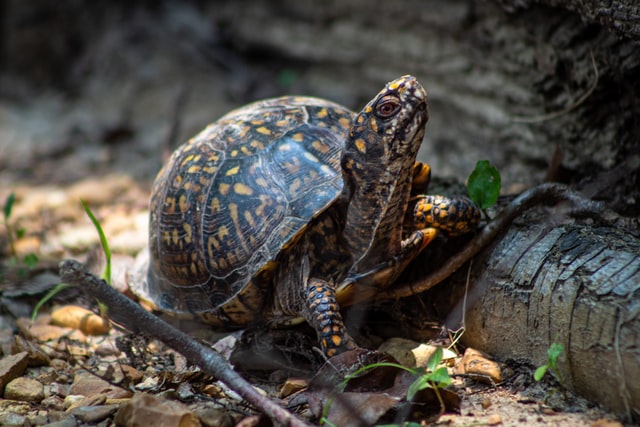 Care Guide for Box Turtles (Feeding Habitat, Handling, & Hibernation ...