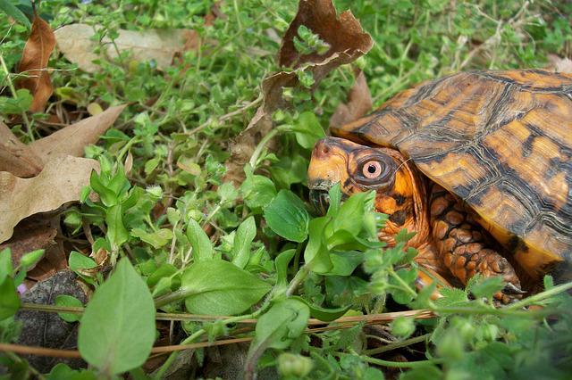 Care Guide for Box Turtles (Feeding Habitat, Handling, & Hibernation ...