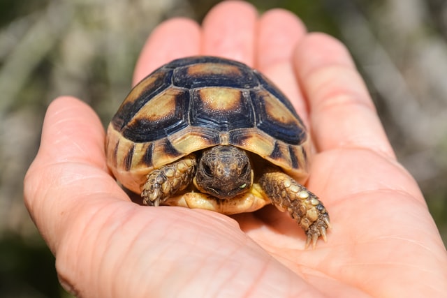 Care Guide for Box Turtles (Feeding Habitat, Handling, & Hibernation ...