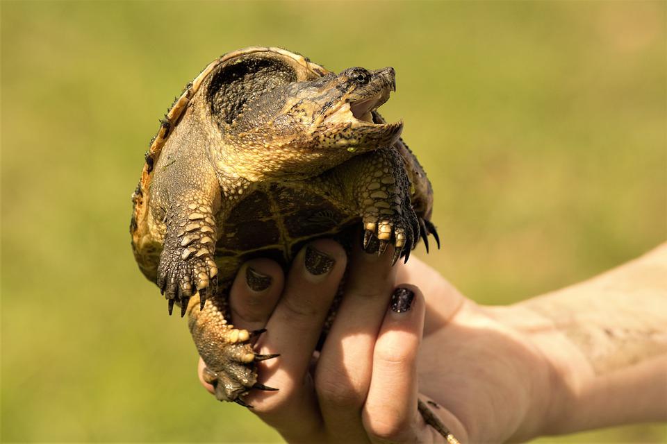 Snapping Turtle Breed Information and Care Sheet - The Reptile Bay