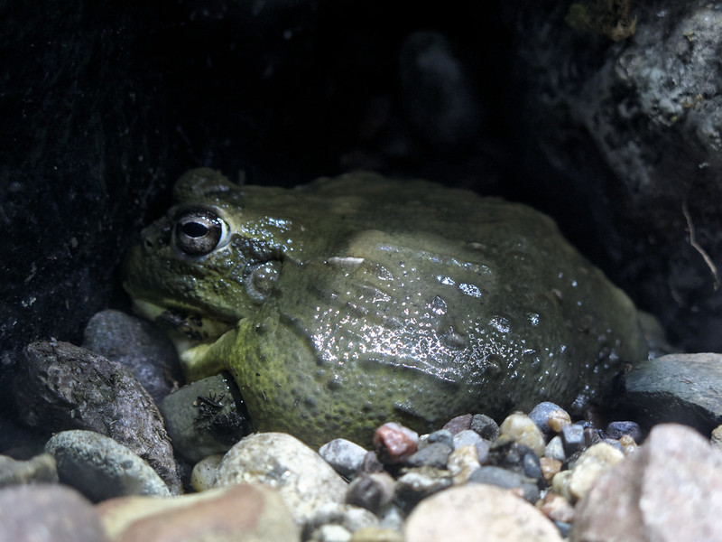 The Pixie Frog Care Guide: Everything You Need to Know About Giant ...