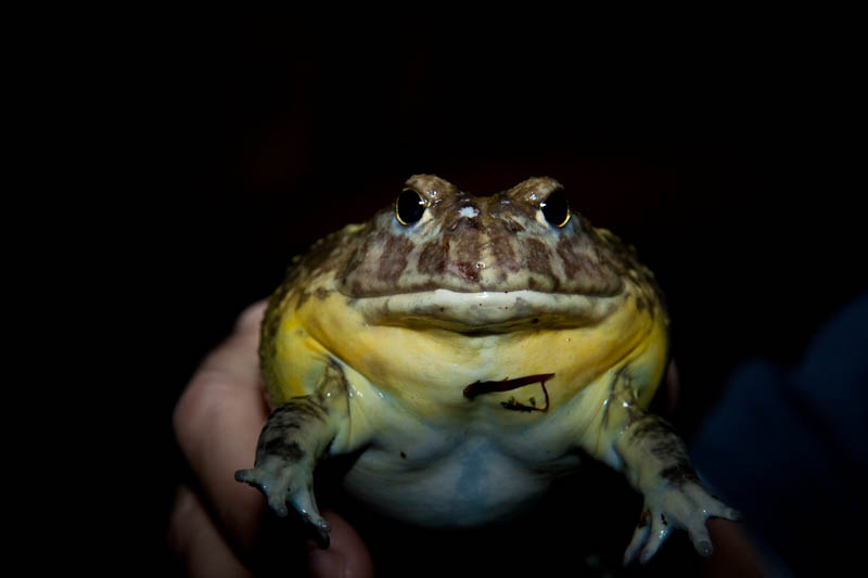 The Pixie Frog Care Guide: Everything You Need to Know About Giant ...