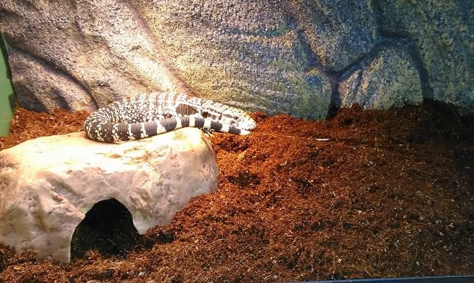 Argentine Tegu: All First-Time Homeowners Must Be Educated About - The ...