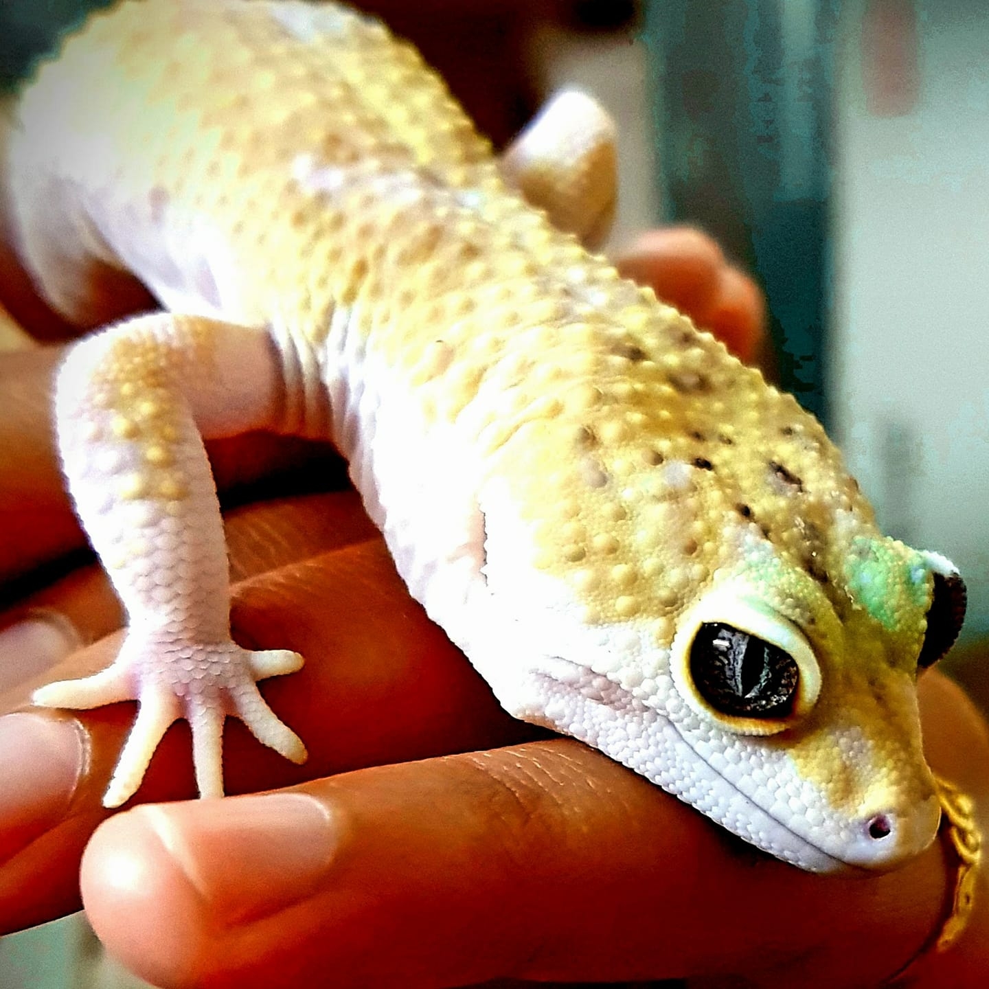 The Leopard Gecko's Care Guide as well as First-Time Owners Guide - The ...