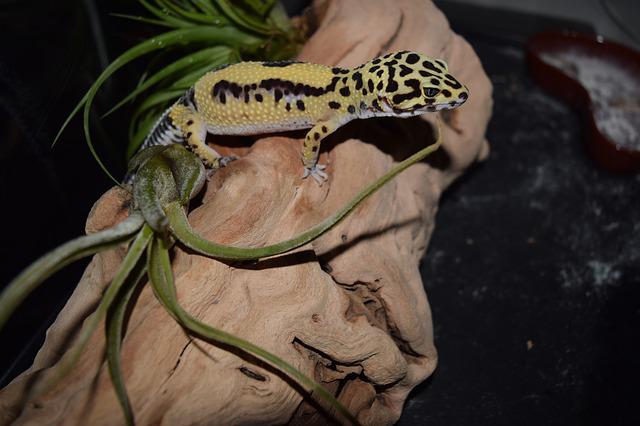 The Types of Geckos: 15 of the Best pet Gecko species - The Reptile Bay