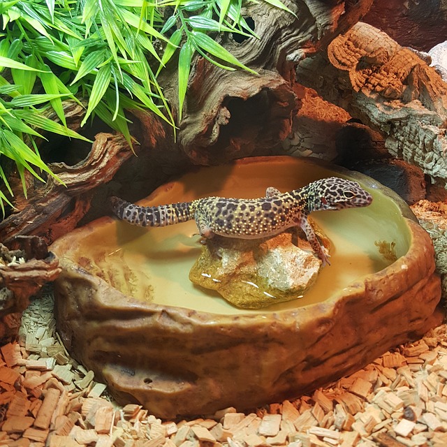 The Leopard Gecko's Care Guide as well as First-Time Owners Guide - The ...