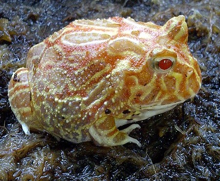 Pacman Frog Health Sheet All You Have to Know - The Reptile Bay